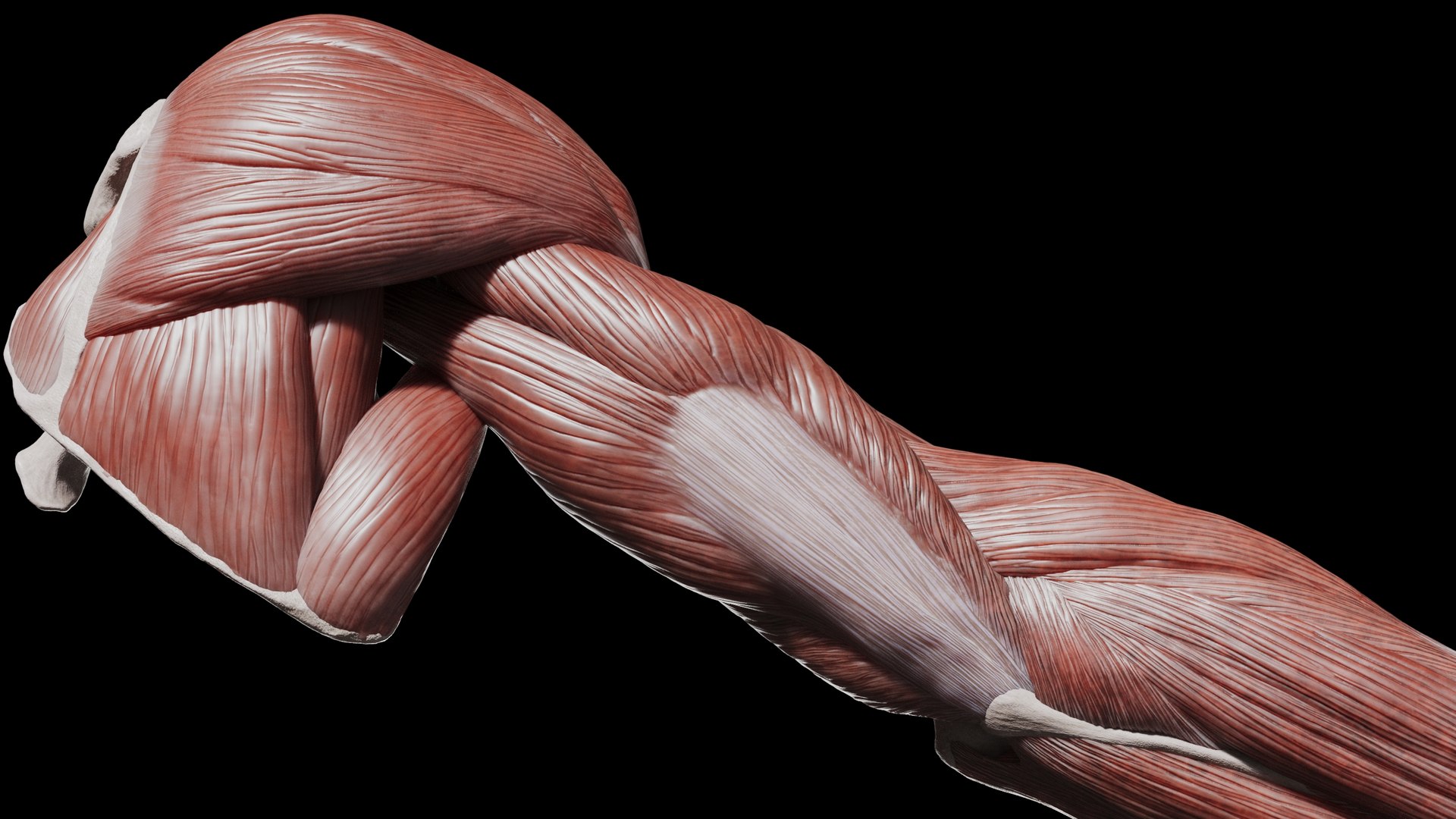Human Arm Anatomy Muscle Bone system 3D model - TurboSquid 2063523