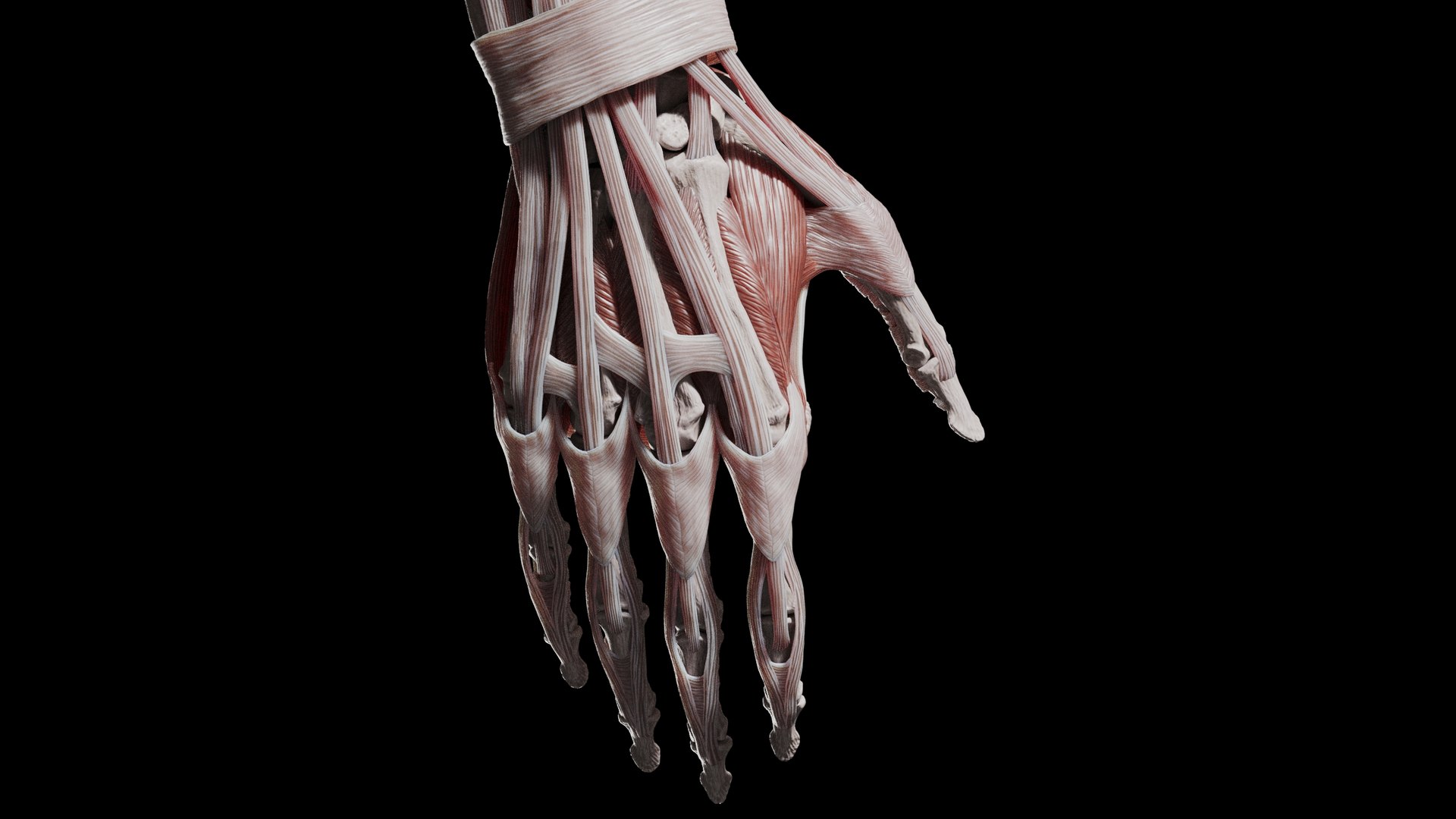 Human Arm Anatomy Muscle Bone system 3D model - TurboSquid 2063523