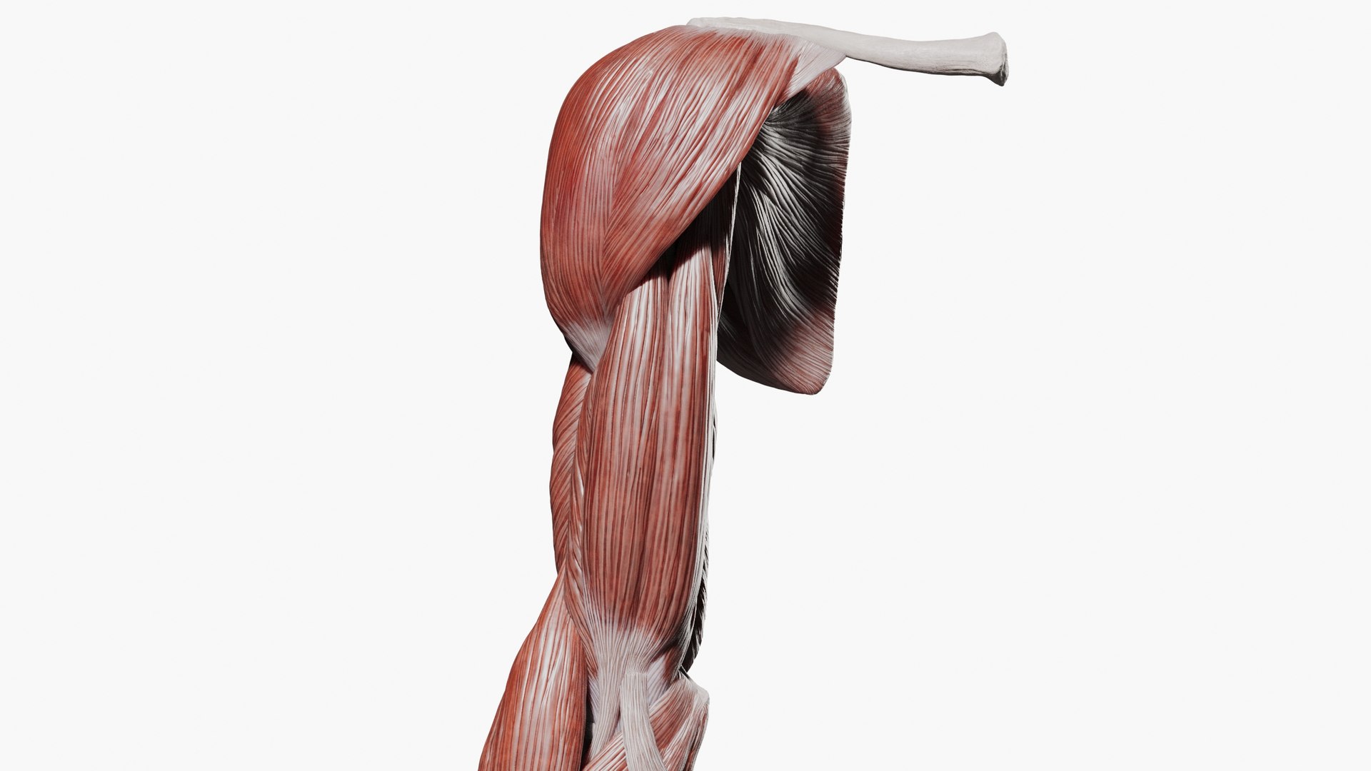 Human Arm Anatomy Muscle Bone System 3D Model - TurboSquid 2063523