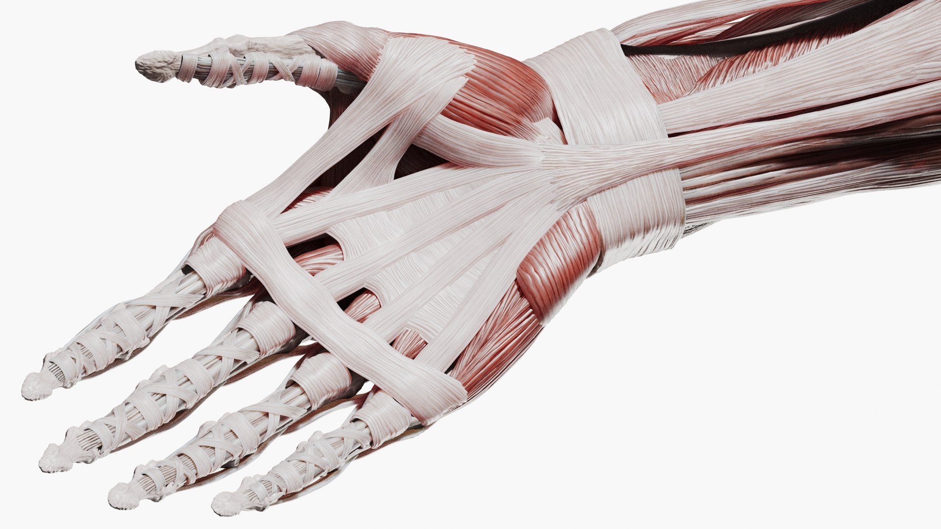 Human Arm Anatomy Muscle Bone System 3D Model - TurboSquid 2063523
