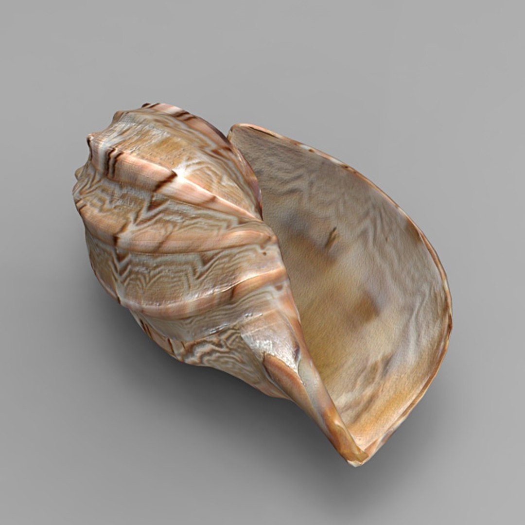 3ds seashell sea shell