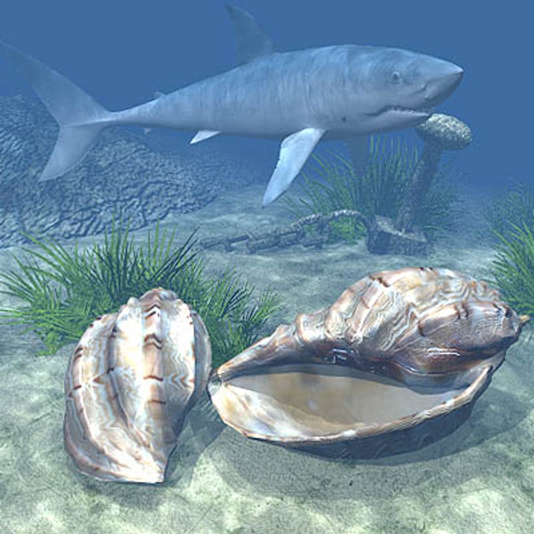 3ds seashell sea shell