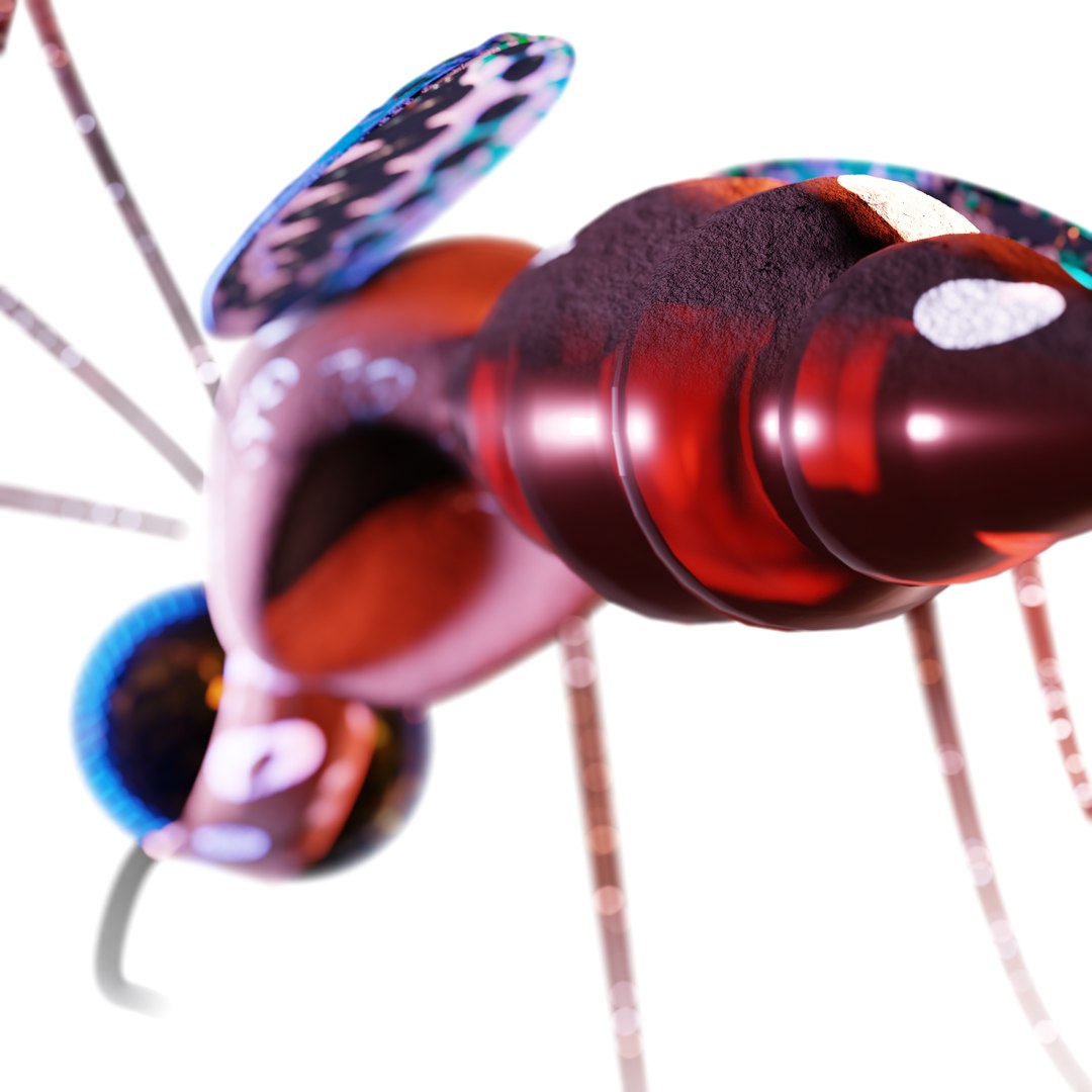 Cartoon Mosquito Model - TurboSquid 1972070