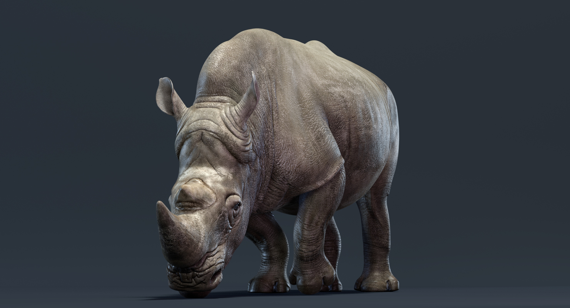 Big rhino animation 3D model - TurboSquid 1344943