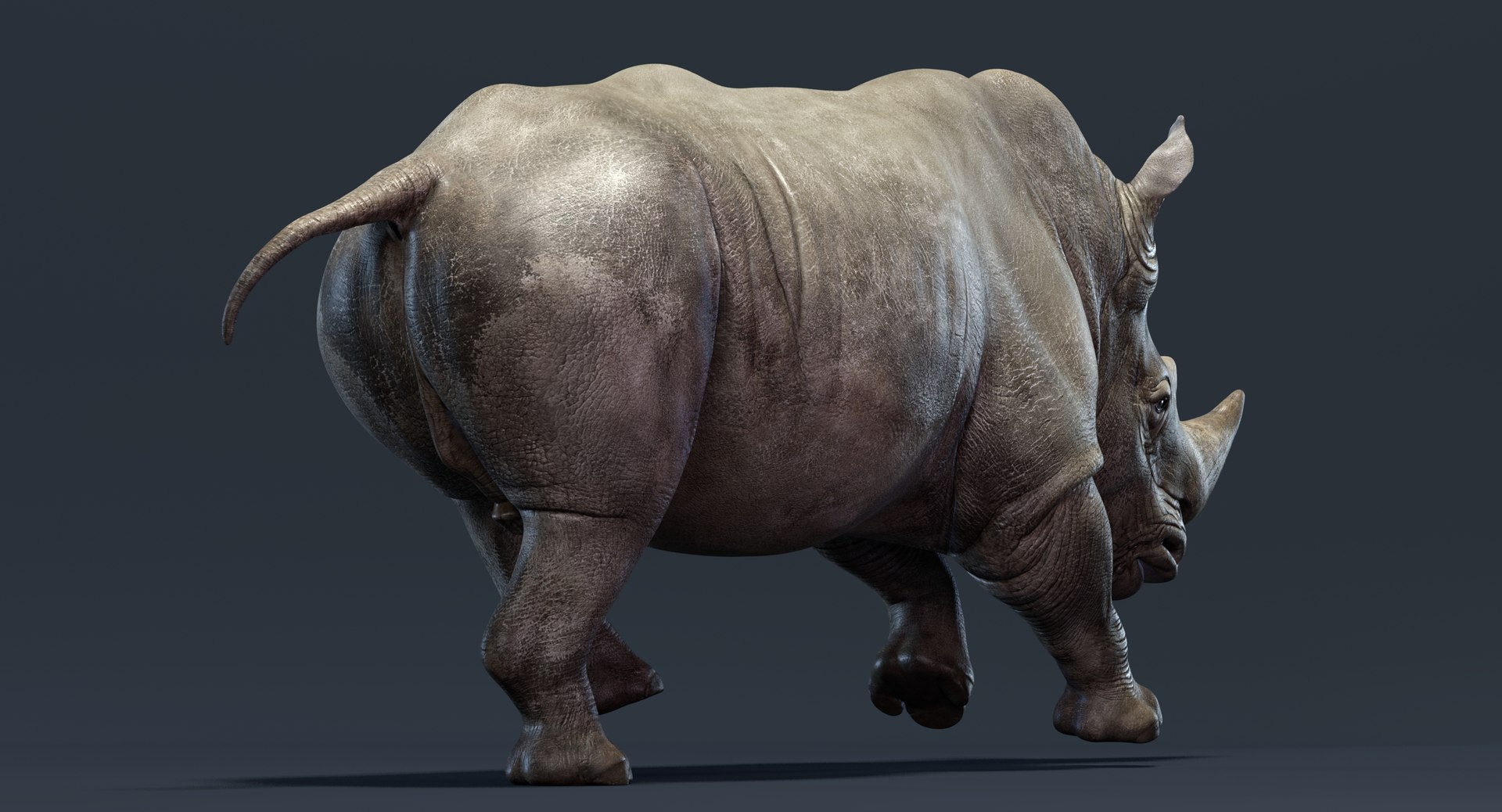 Big rhino animation 3D model - TurboSquid 1344943