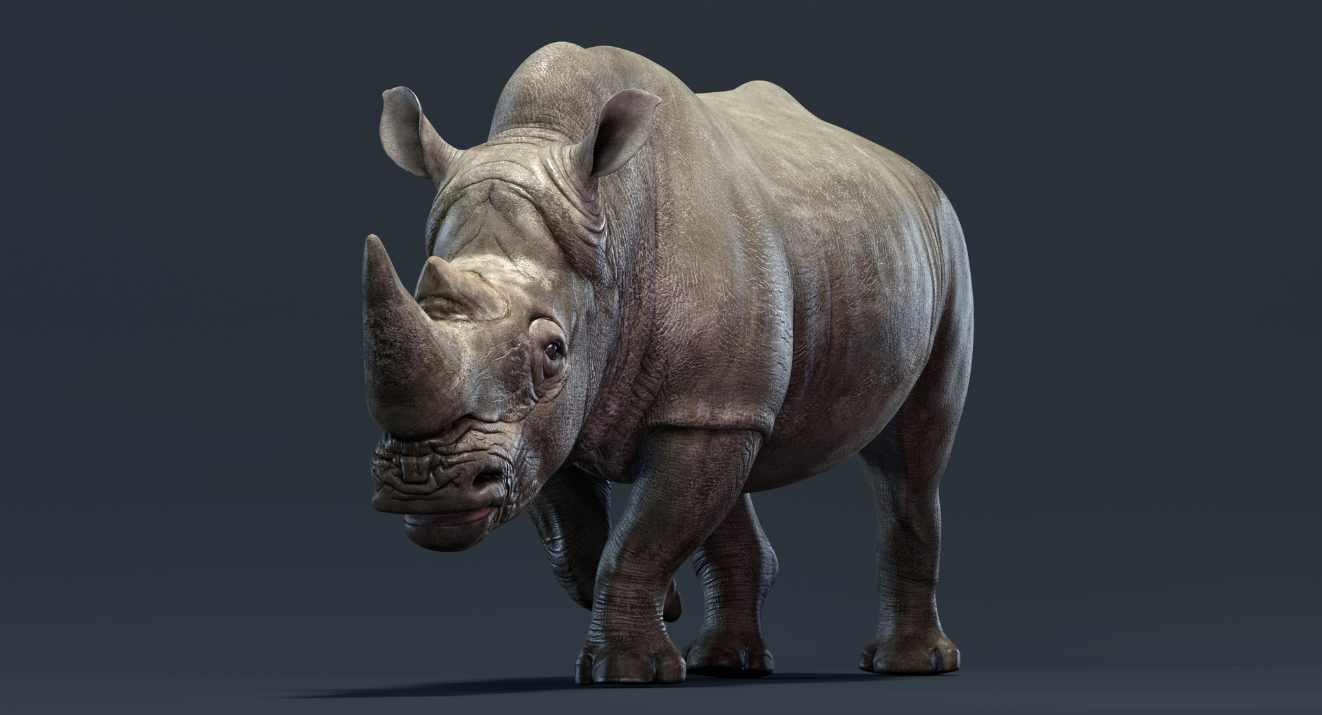 Big rhino animation 3D model - TurboSquid 1344943