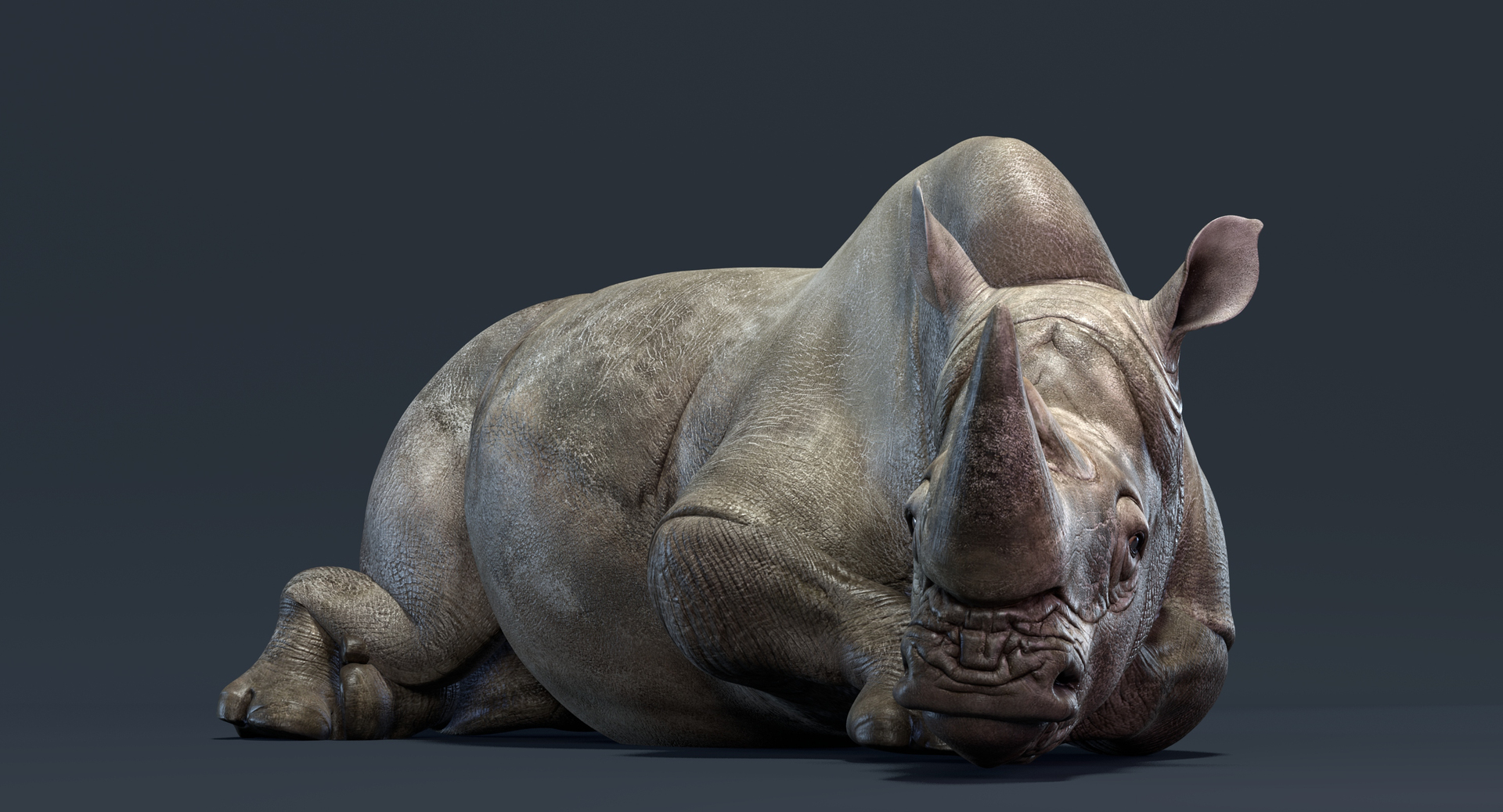 Big rhino animation 3D model - TurboSquid 1344943