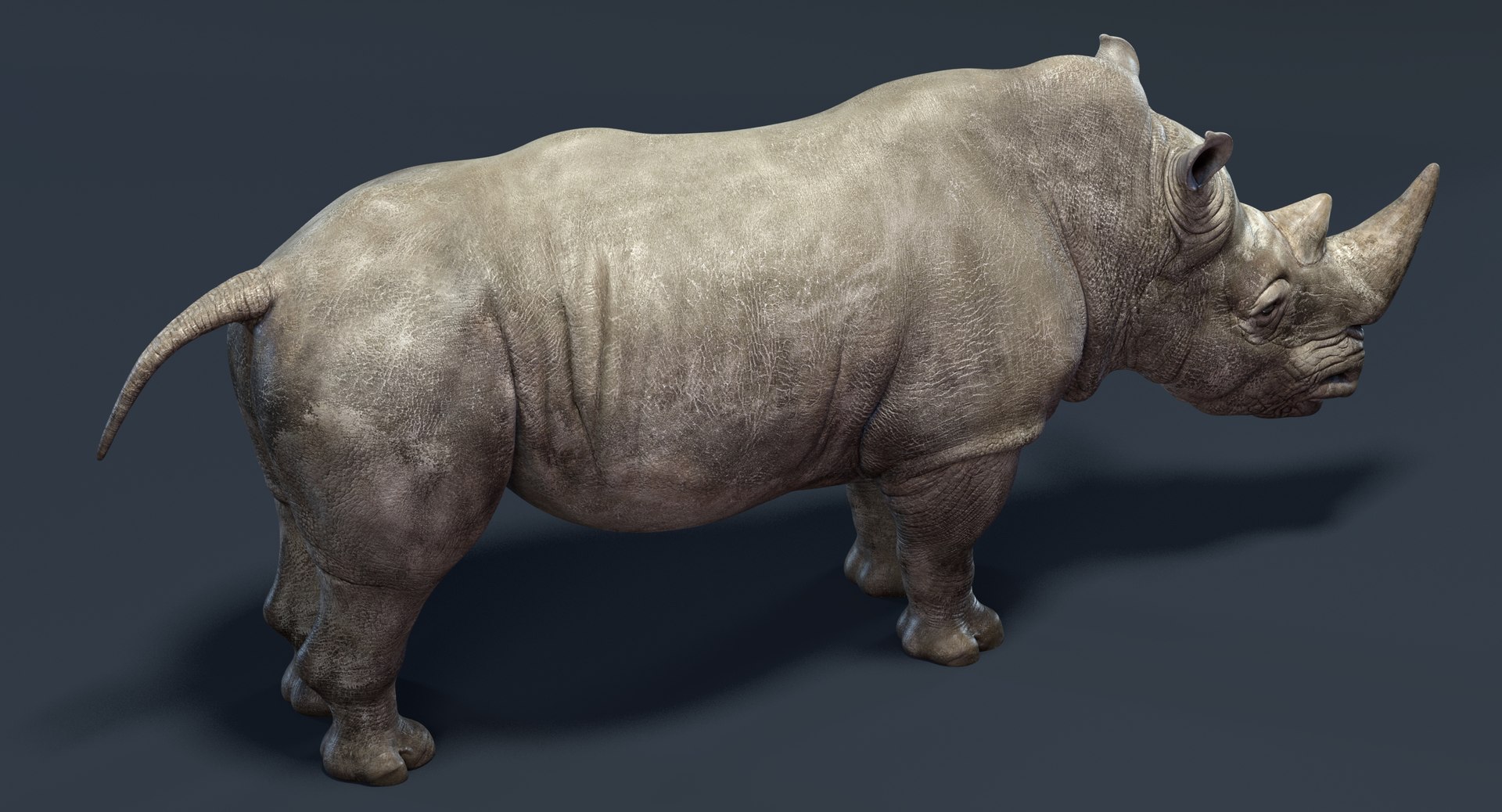Big rhino animation 3D model - TurboSquid 1344943