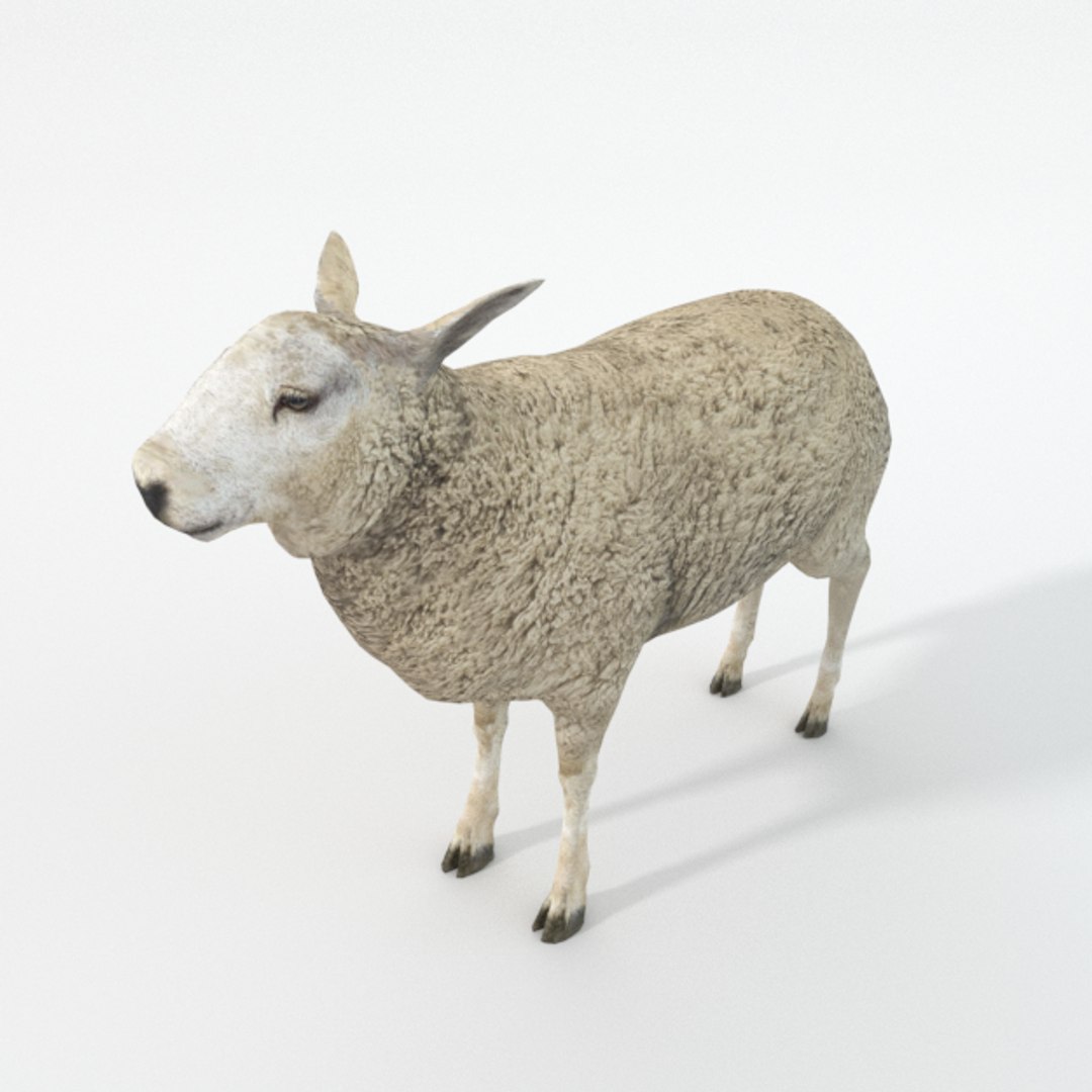 3D Model Sheep - TurboSquid 1322163