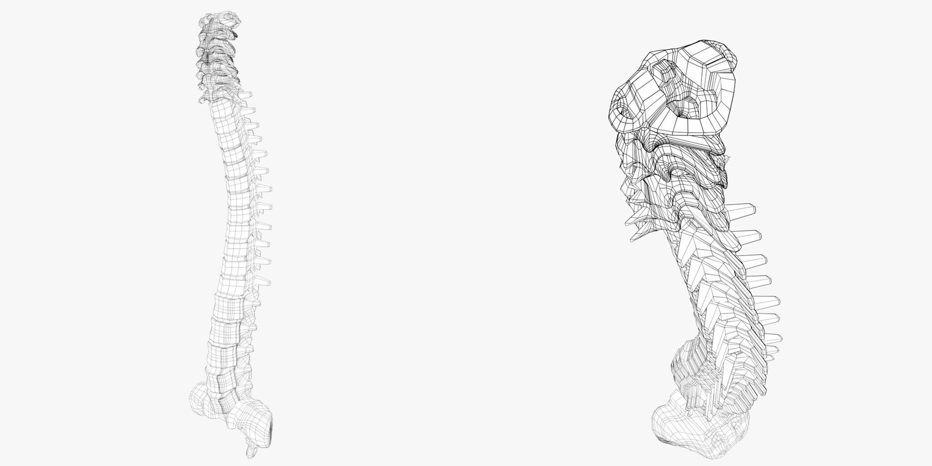 Human Spine 1 3d Model