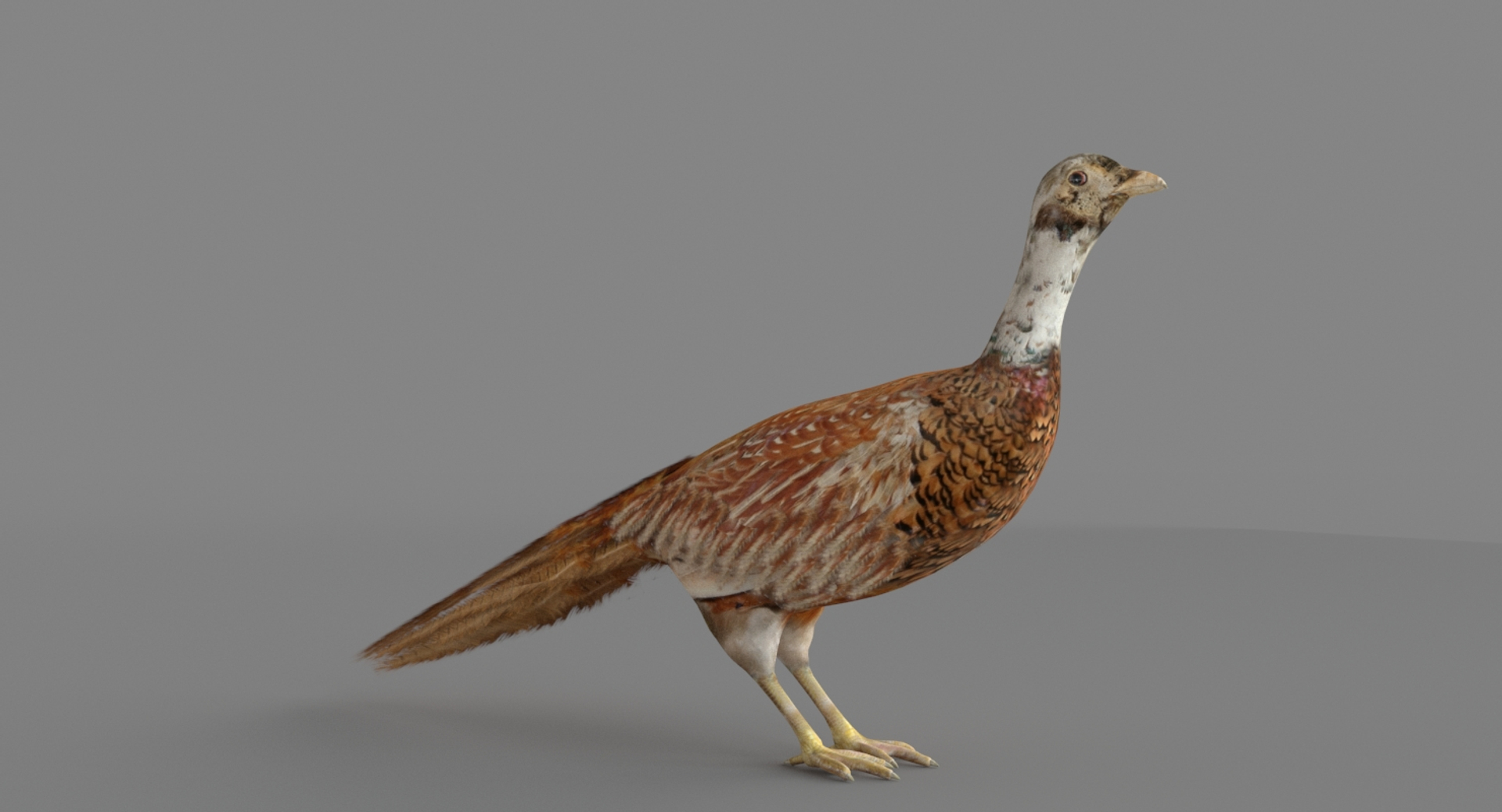 Pheasant 3D - TurboSquid 1325130