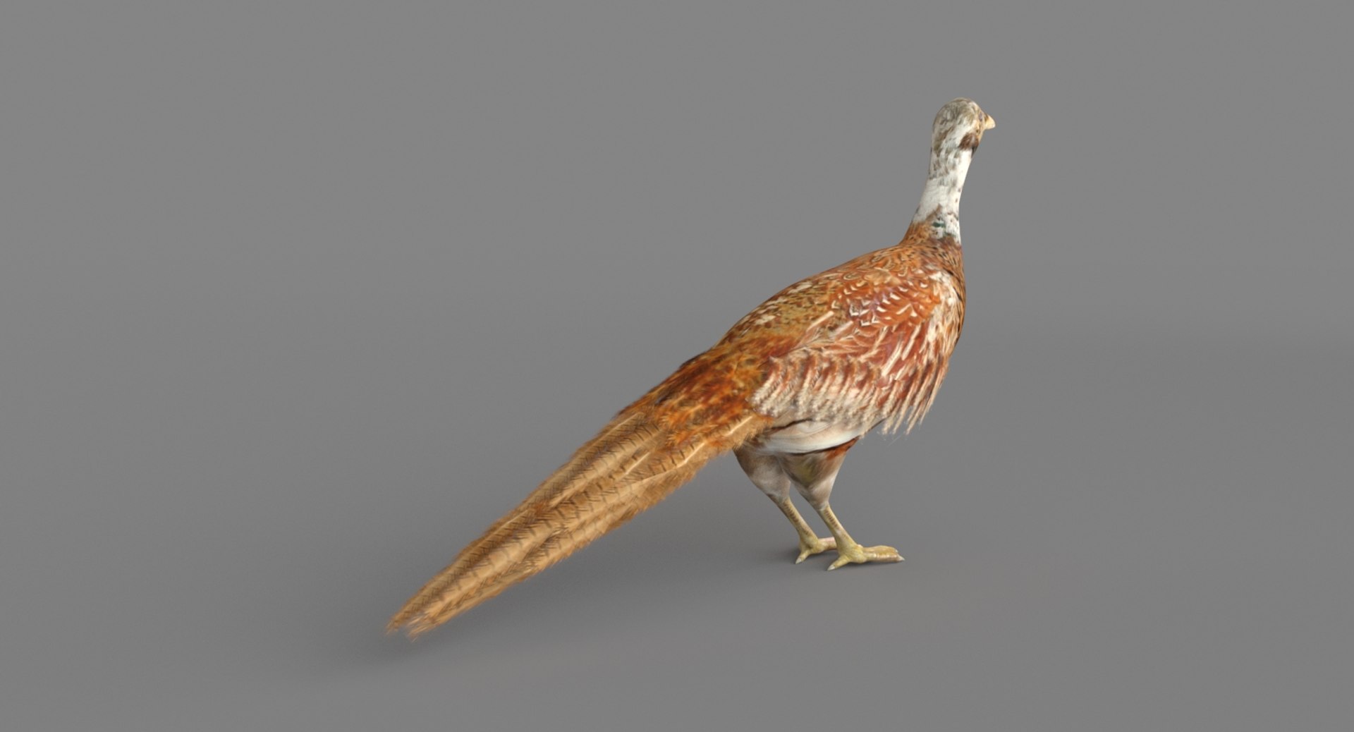 Pheasant 3D - TurboSquid 1325130