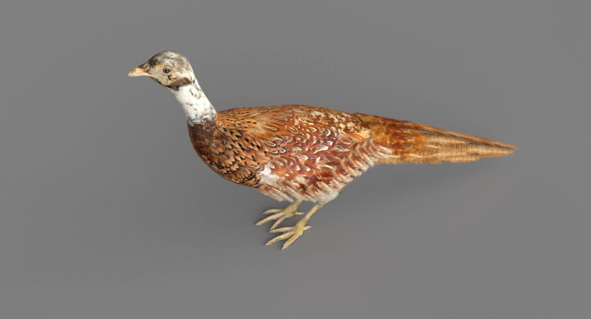 Pheasant 3D - TurboSquid 1325130