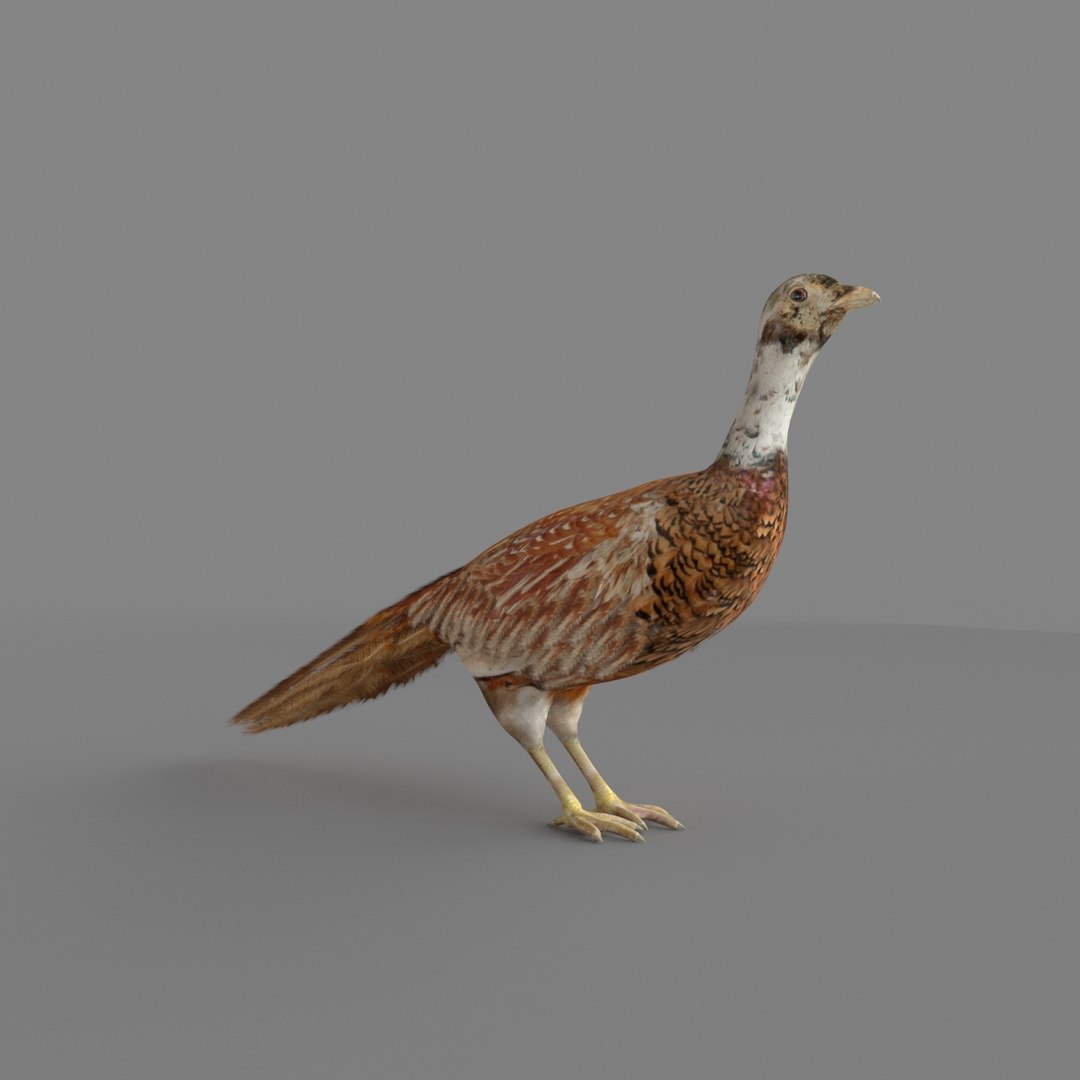 Pheasant 3D - TurboSquid 1325130