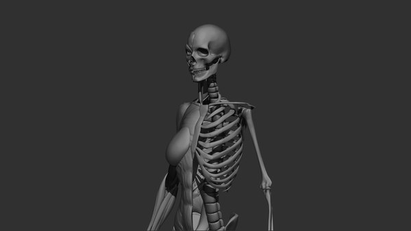 3D female muscle 3d print - TurboSquid 1922970