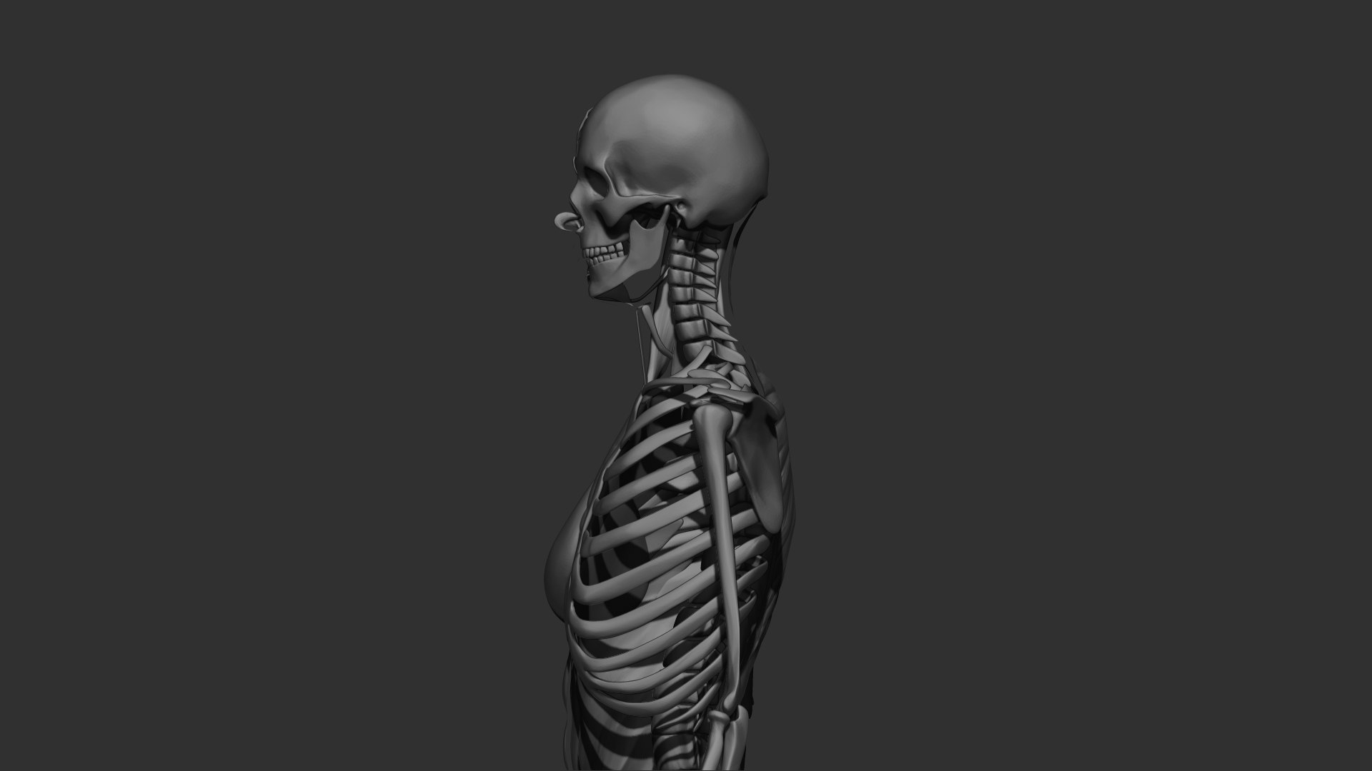 3D Female Muscle 3d Print - TurboSquid 1922970
