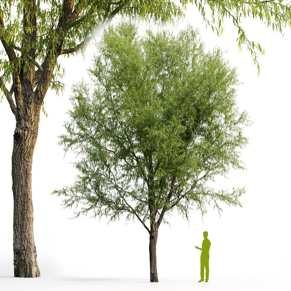 Willow Tree 3D Models for Download | TurboSquid
