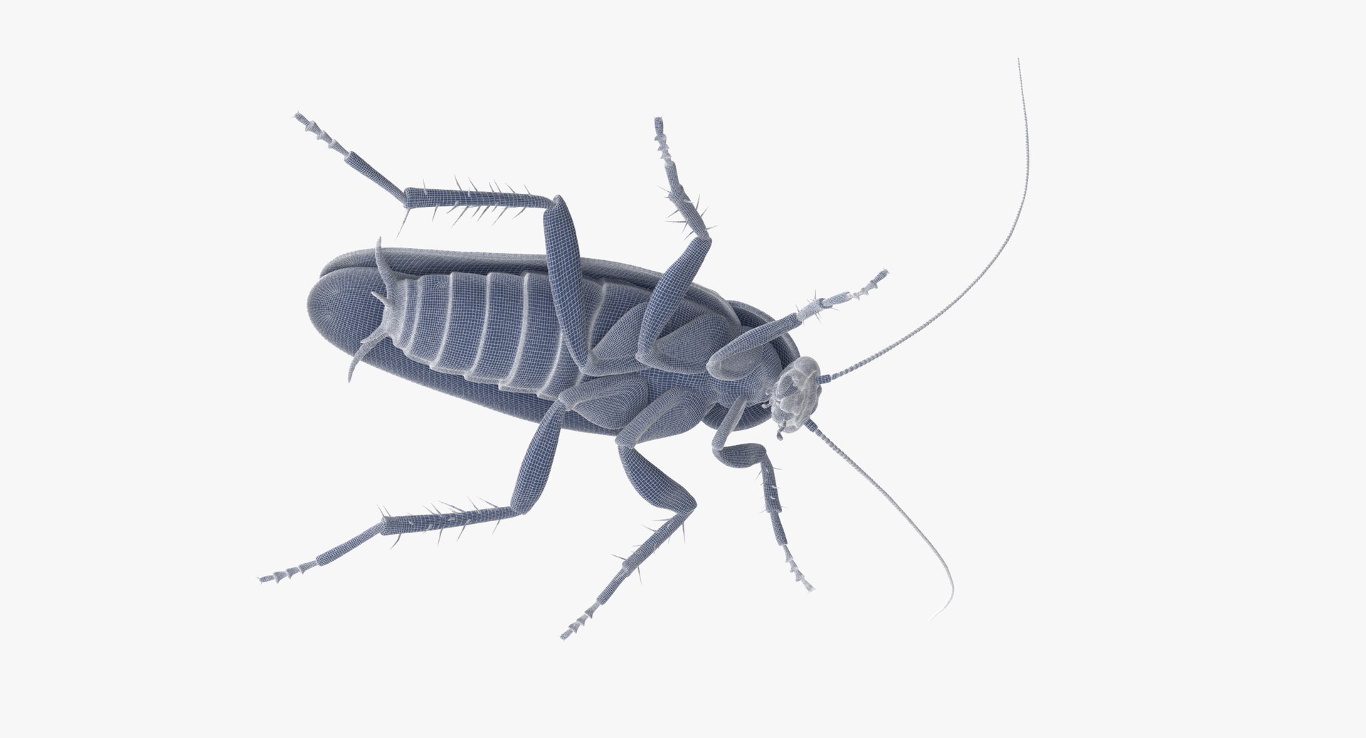 3d model cockroach 02