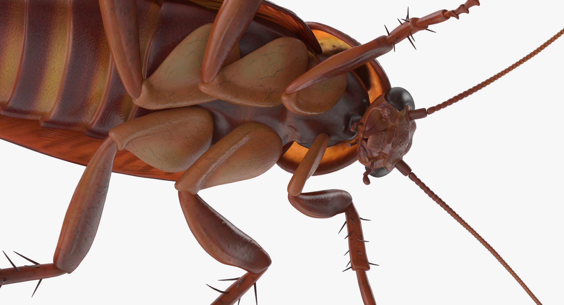 3d model cockroach 02