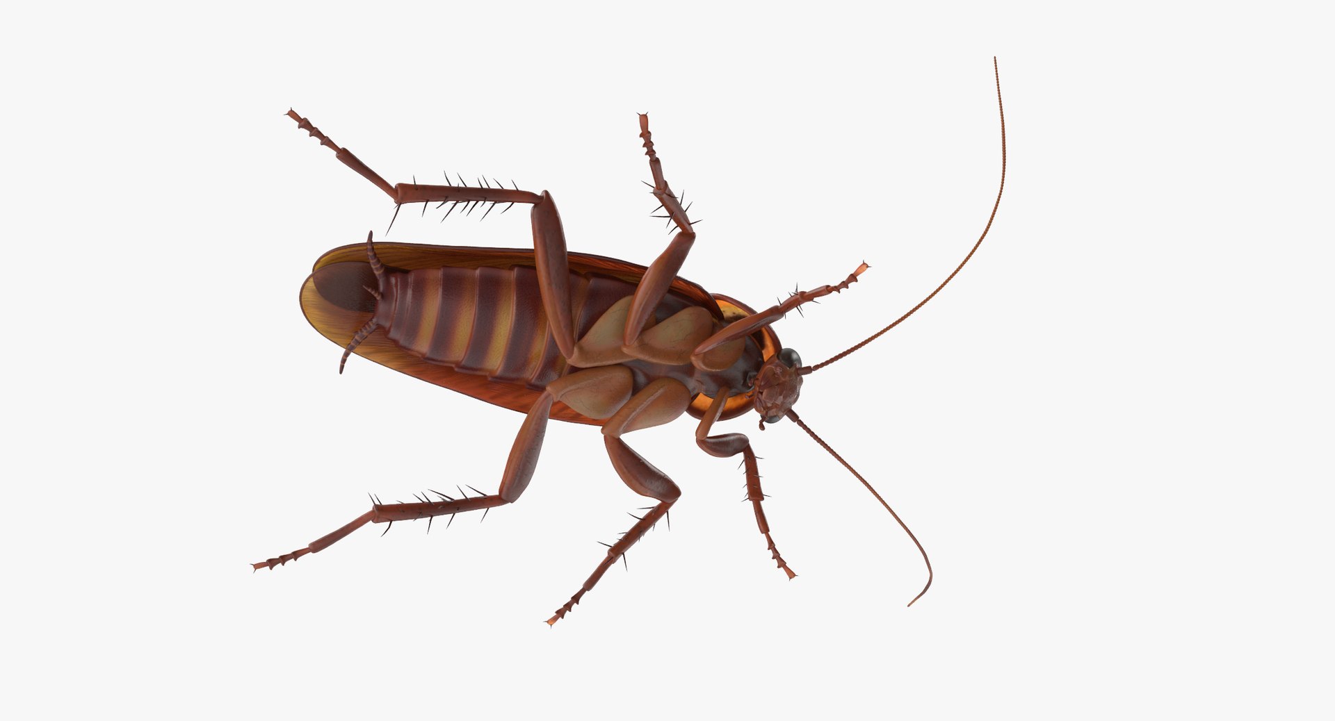 3d model cockroach 02