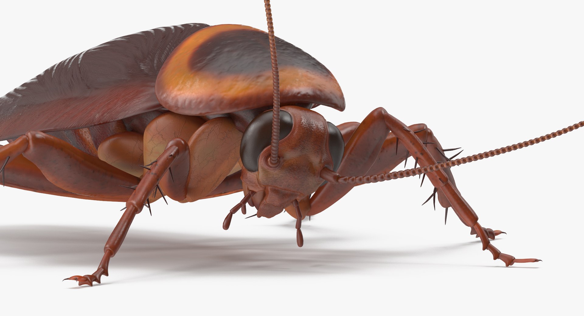 3d model cockroach 02