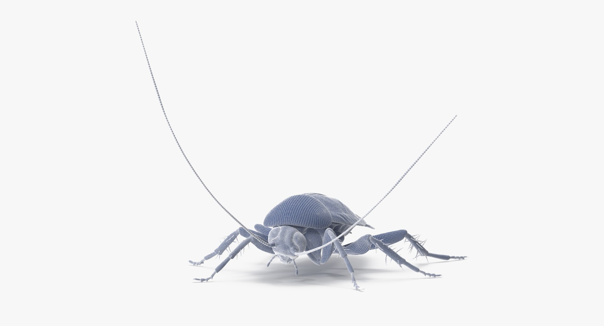 3d model cockroach 02