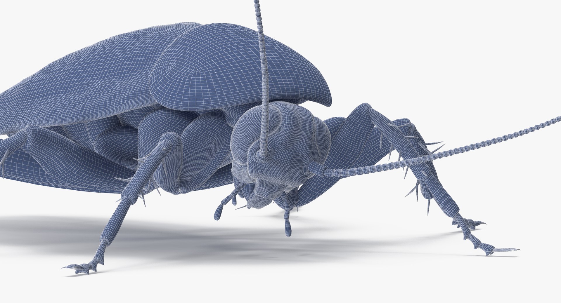 3d model cockroach 02