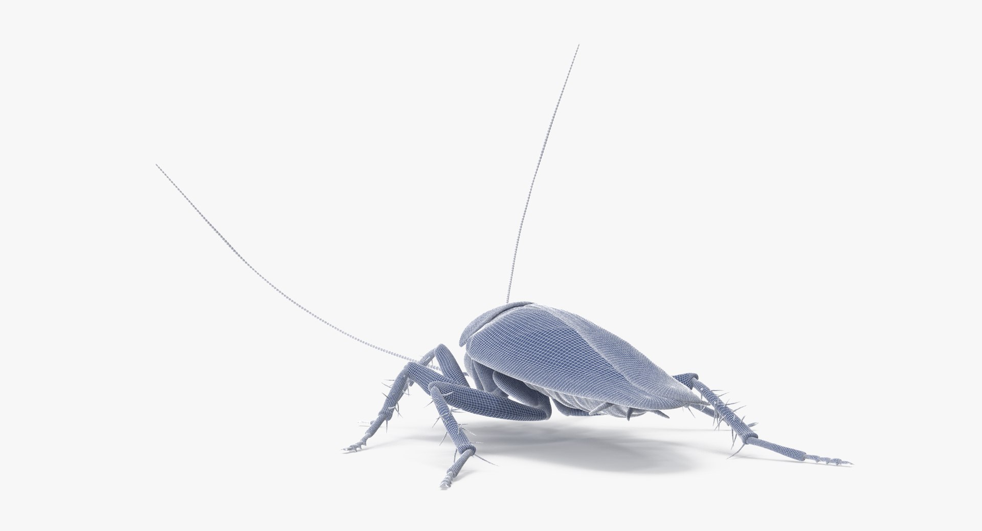 3d model cockroach 02