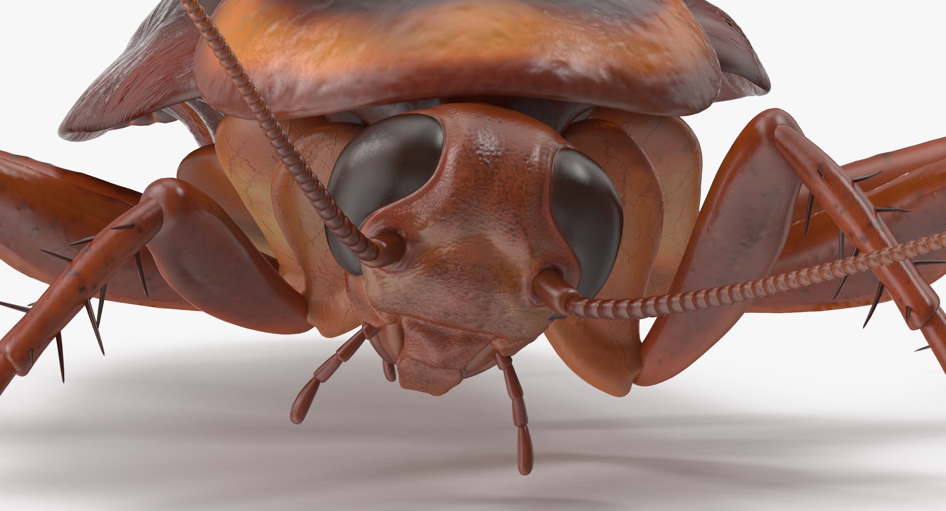 3d model cockroach 02