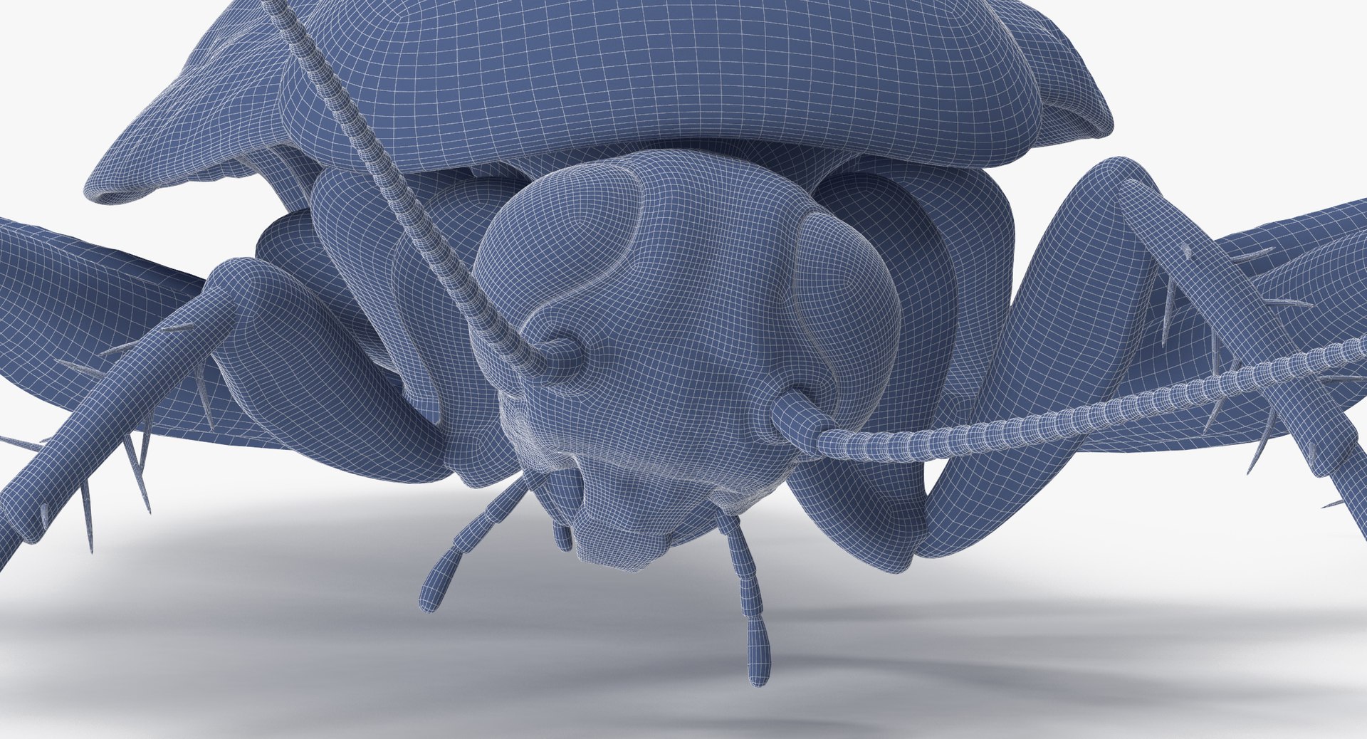 3d model cockroach 02