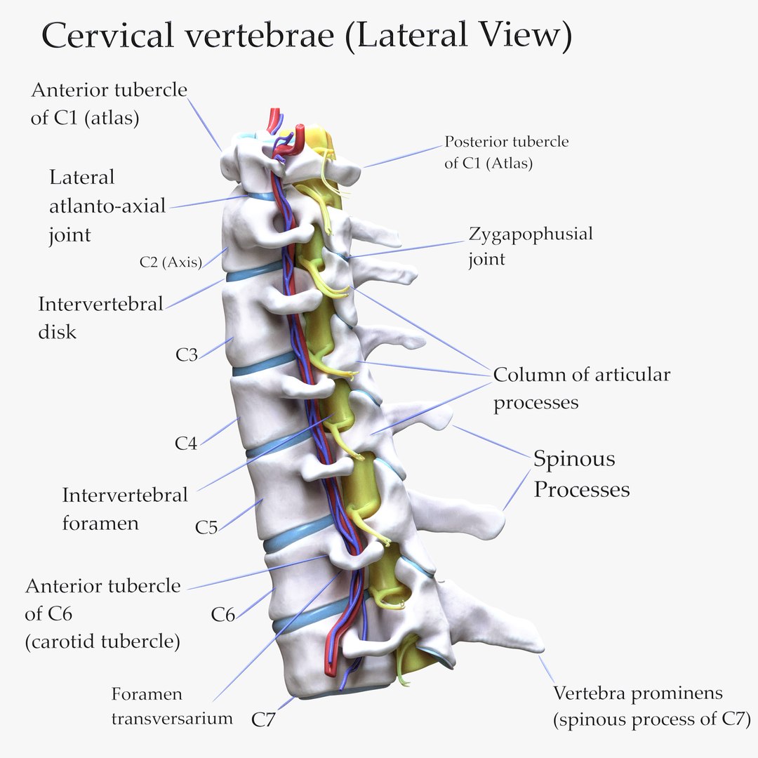 3D Cervical Spine Vertebrae Model - TurboSquid 2110937