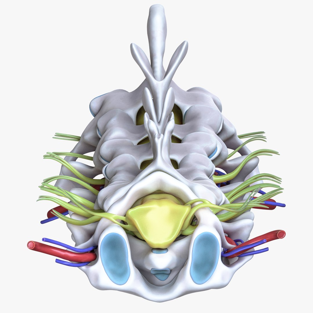 3D Cervical Spine Vertebrae Model - TurboSquid 2110937