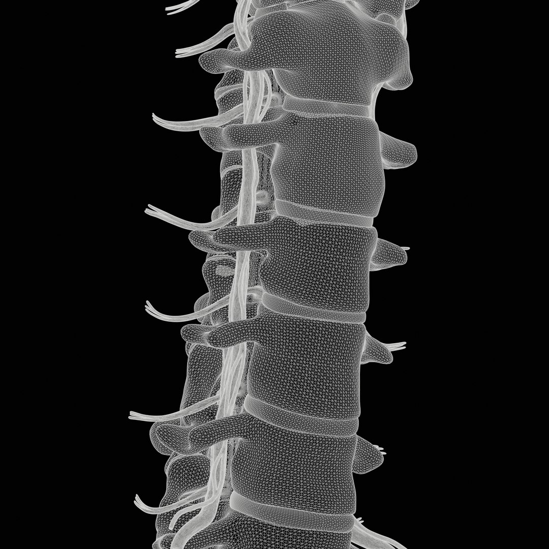 3D Cervical Spine Vertebrae Model - TurboSquid 2110937