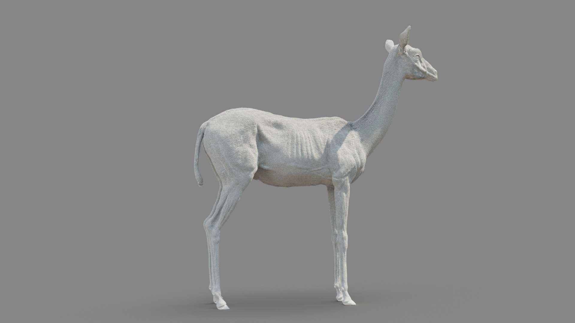 Gazelle Ornatrix Hair Model - TurboSquid 1662655