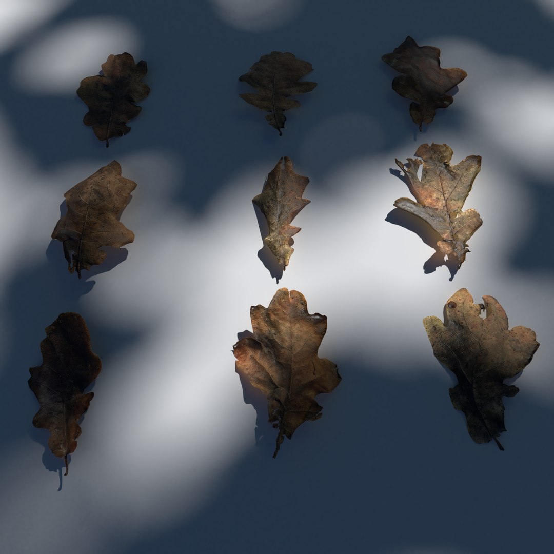 3D Model Dry Oak Leaves Pack - TurboSquid 1374110