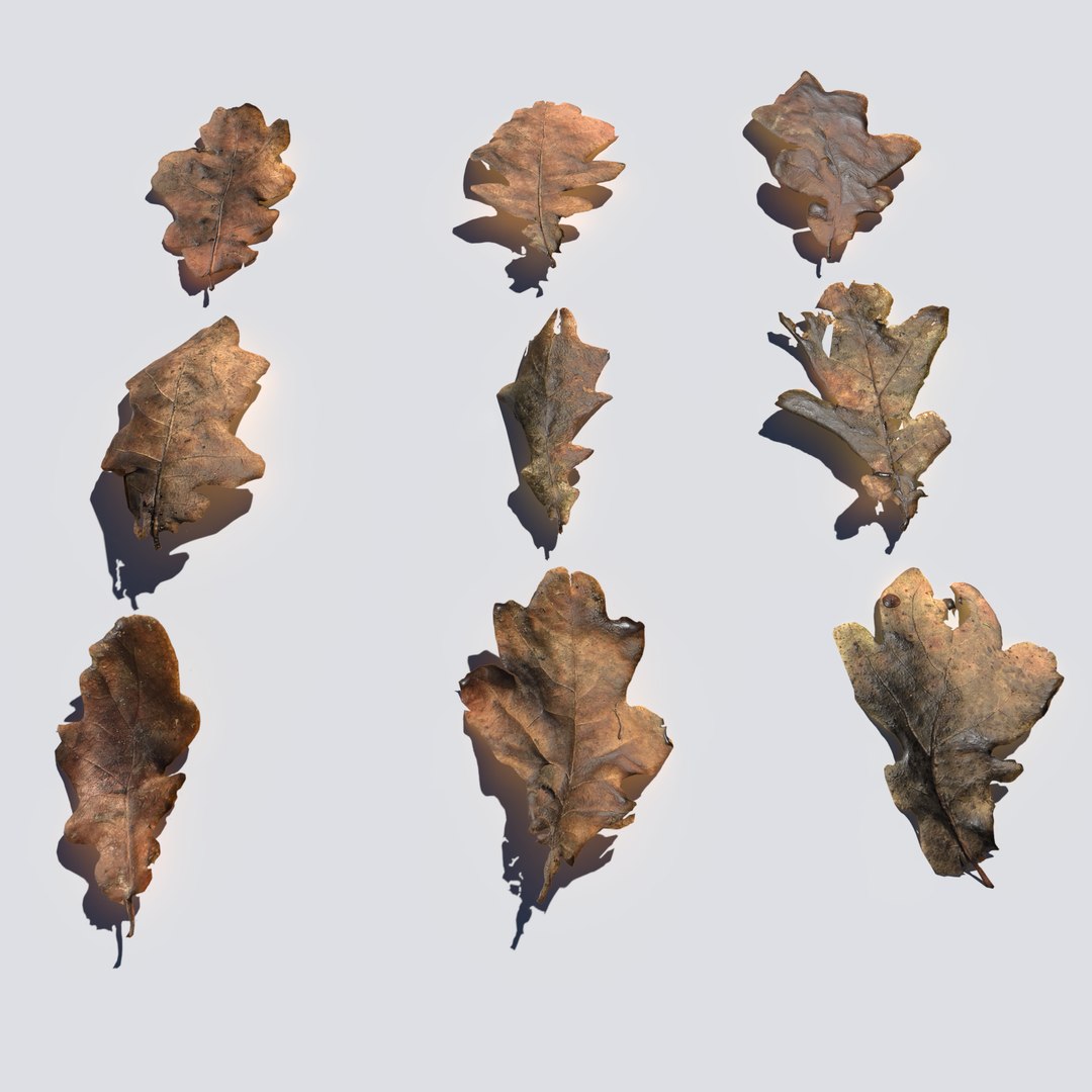 3D Model Dry Oak Leaves Pack - TurboSquid 1374110