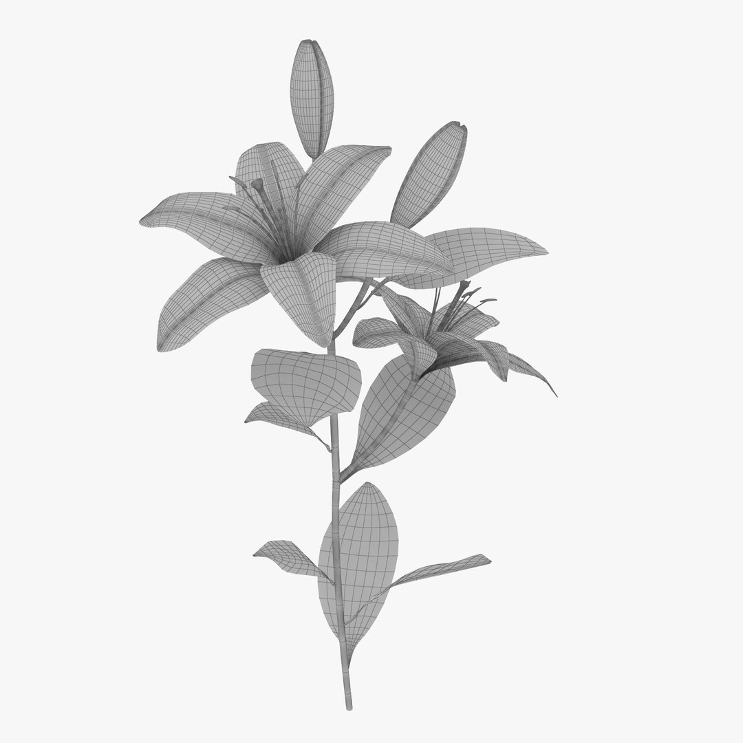 3D Lily Flower Plant Model - TurboSquid 1416826