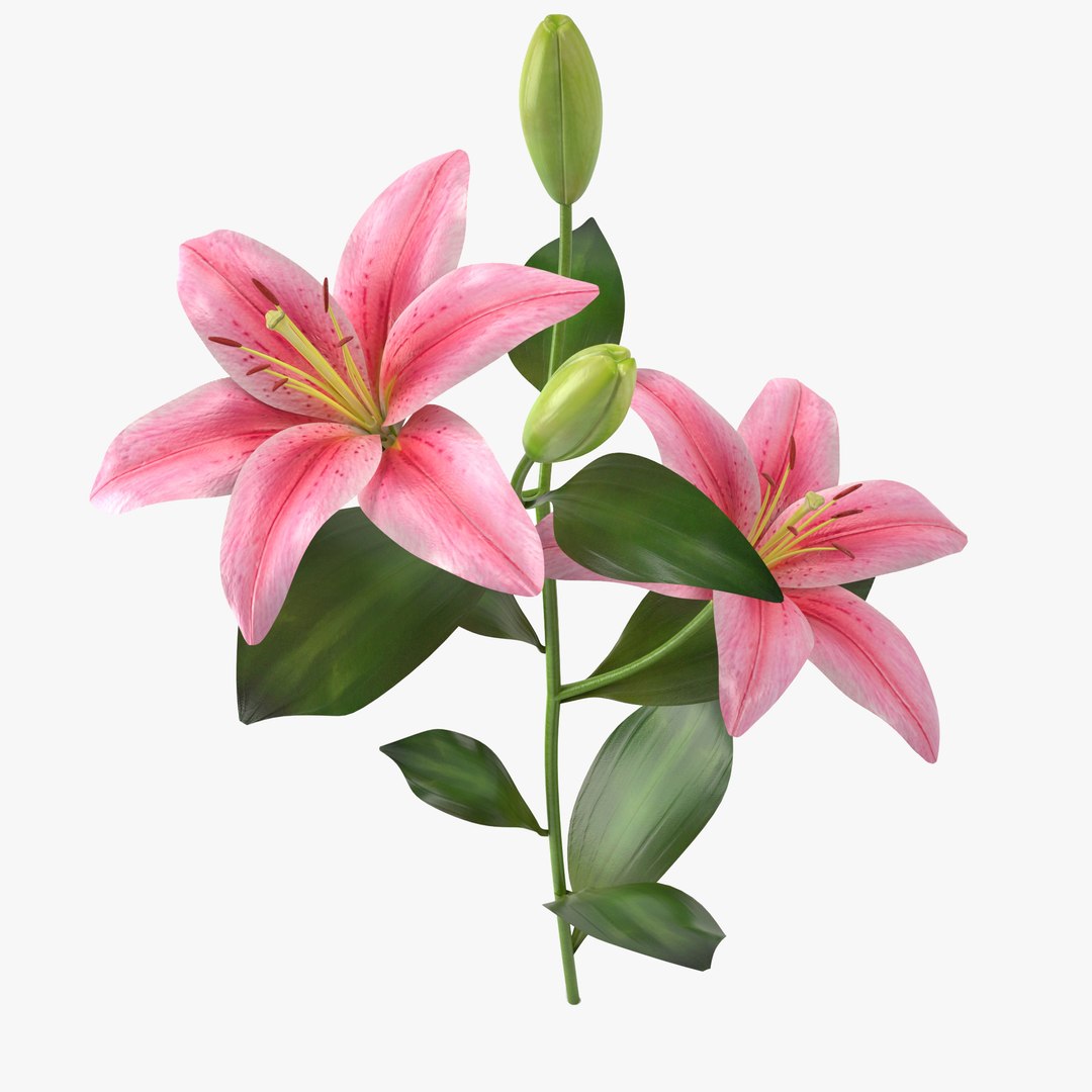3D Lily Flower Plant Model - TurboSquid 1416826