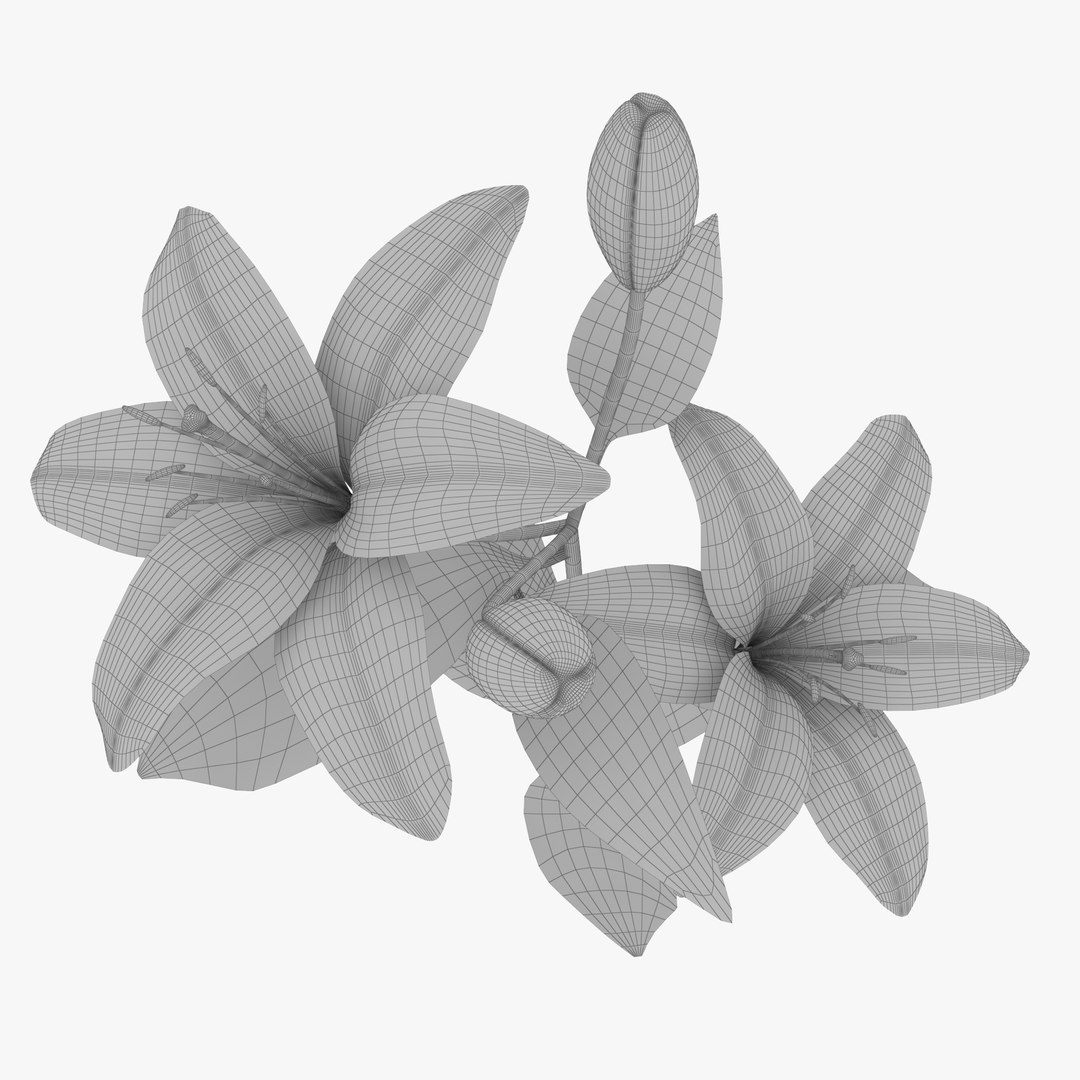 3D Lily Flower Plant Model - TurboSquid 1416826