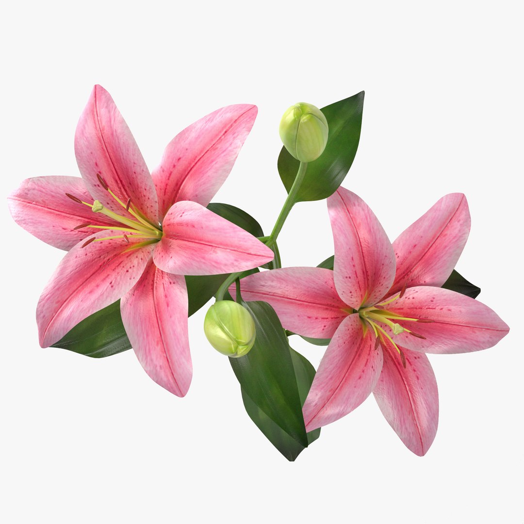 3D Lily Flower Plant Model - TurboSquid 1416826