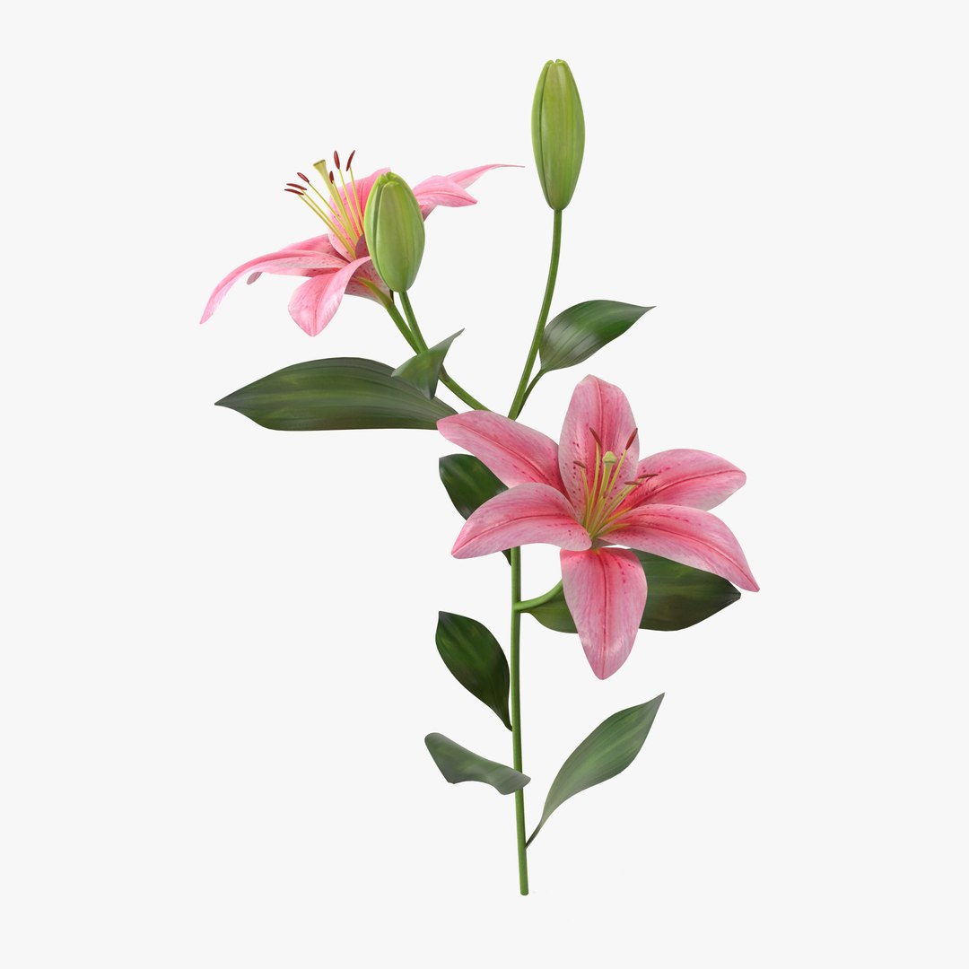3D Lily Flower Plant Model - TurboSquid 1416826