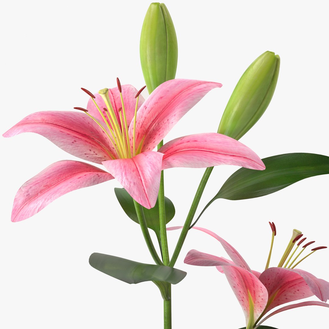 3D Lily Flower Plant Model - TurboSquid 1416826