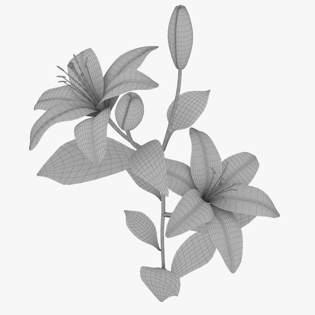 3D Lily Flower Plant Model - TurboSquid 1416826