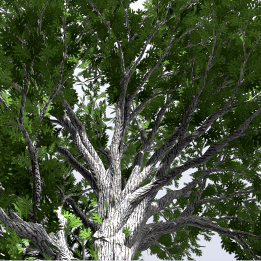 3d Model White Oak Tree