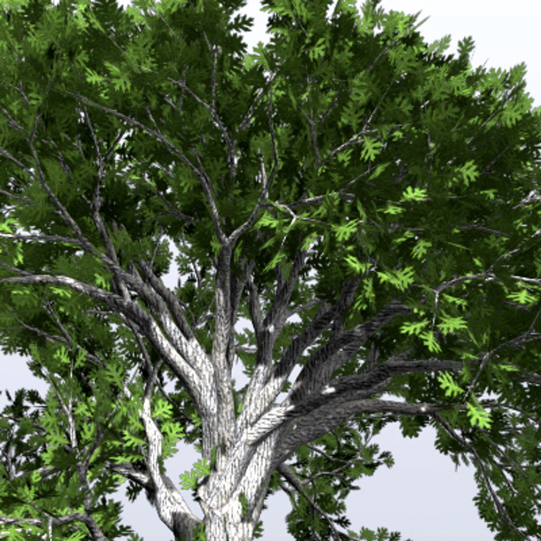 3d Model White Oak Tree