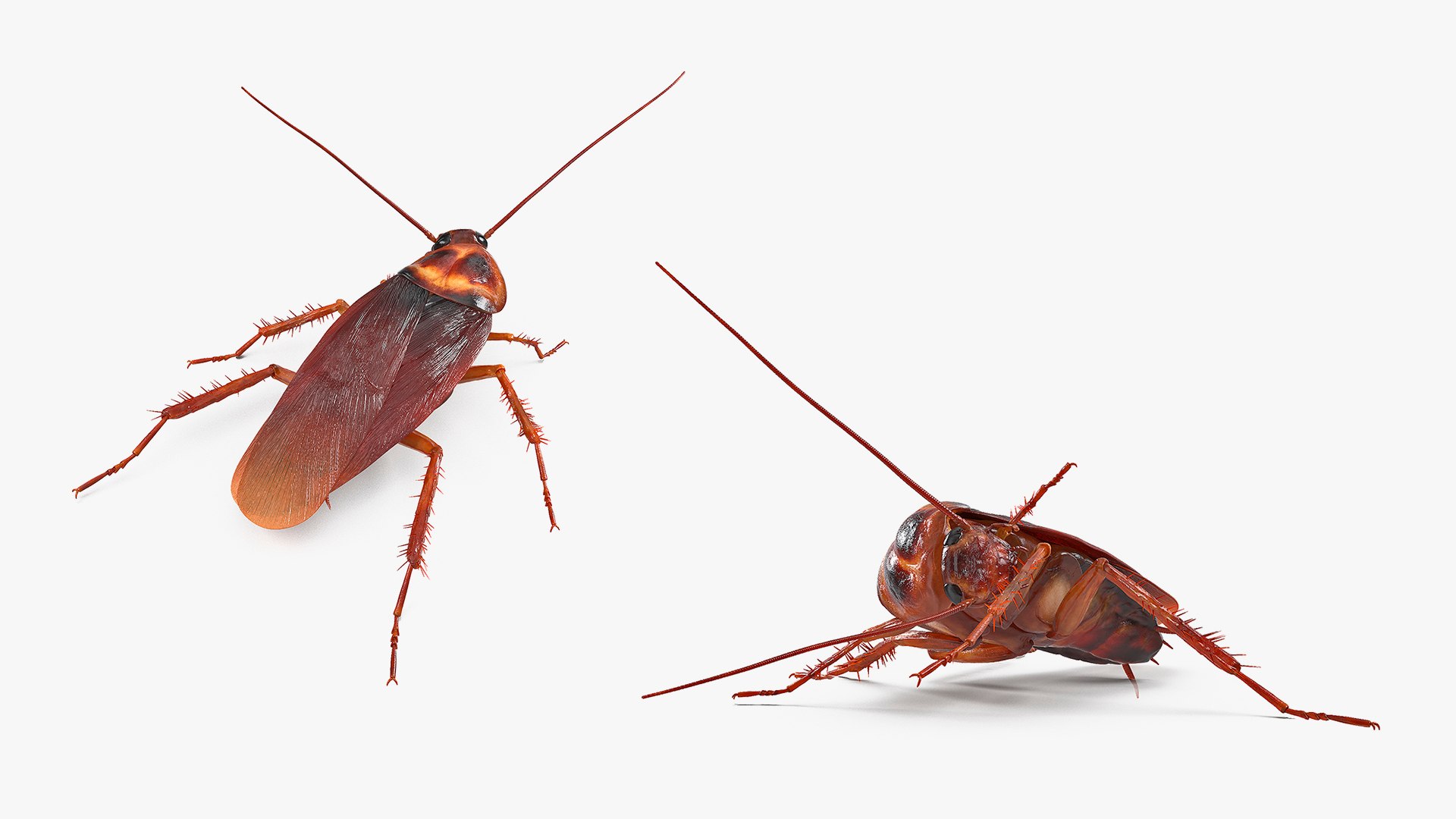 3D Rigged Animated Cockroach Collection Model - TurboSquid 2229975