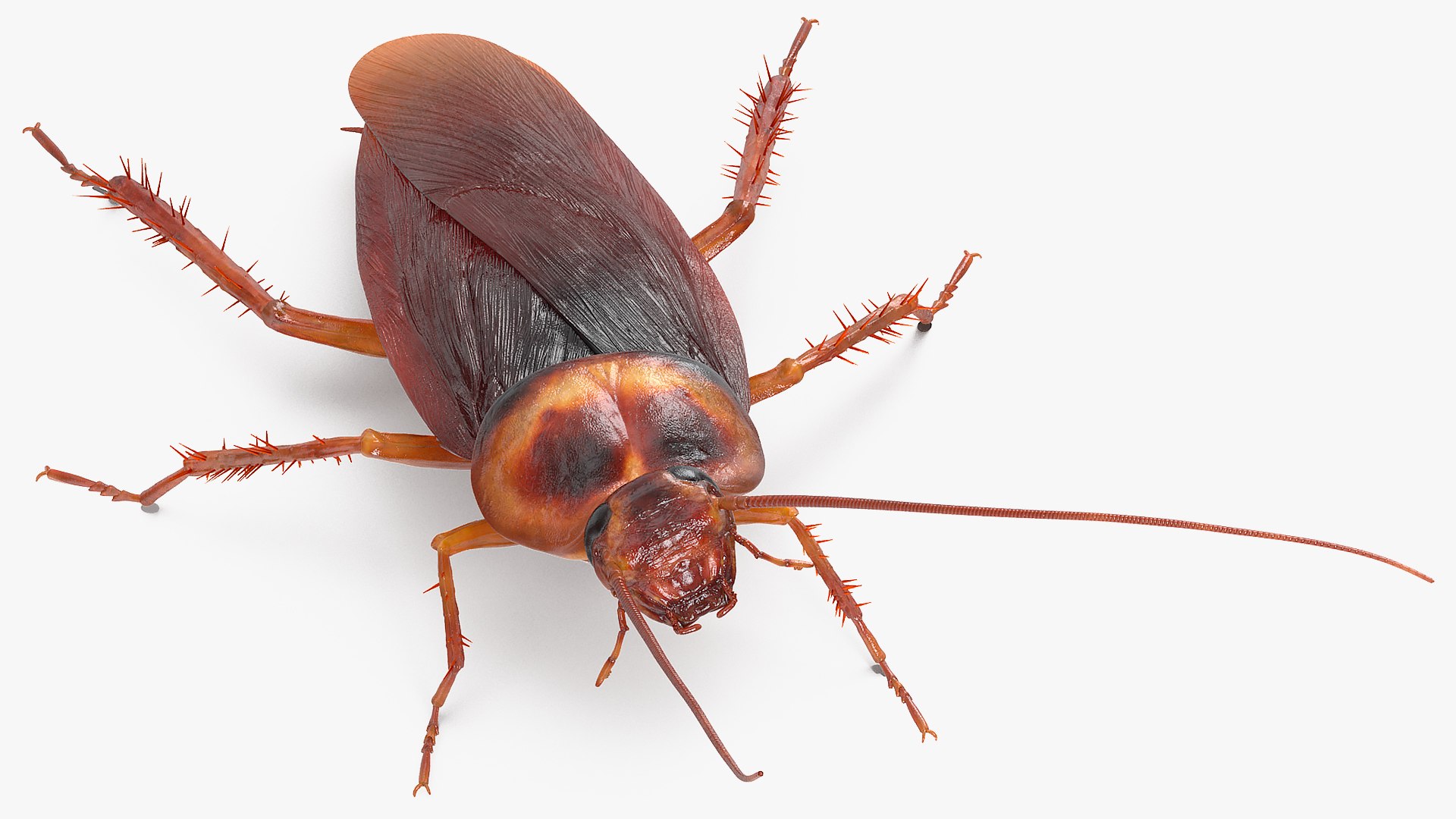 3D Rigged Animated Cockroach Collection Model - TurboSquid 2229975