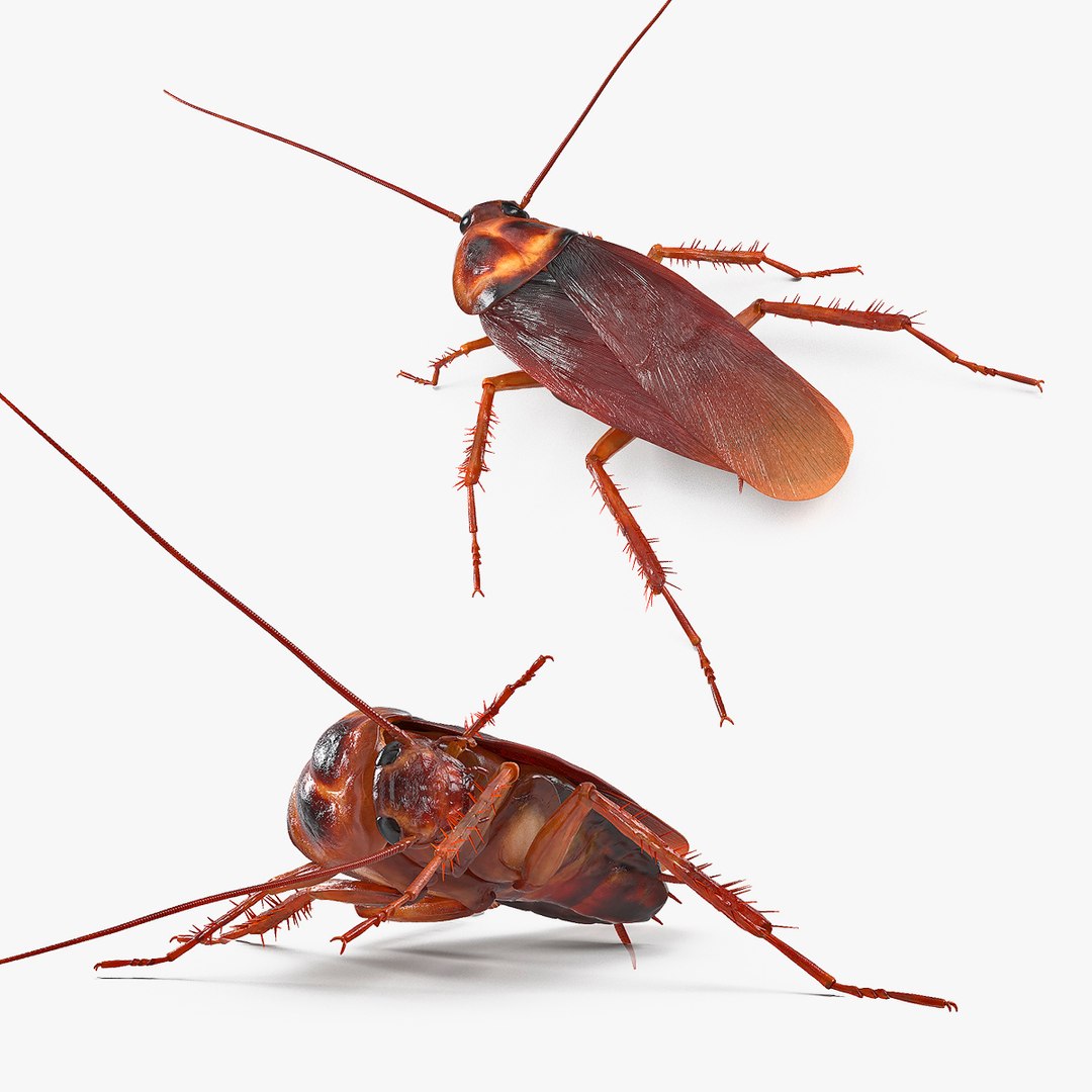 3D Rigged Animated Cockroach Collection Model - TurboSquid 2229975