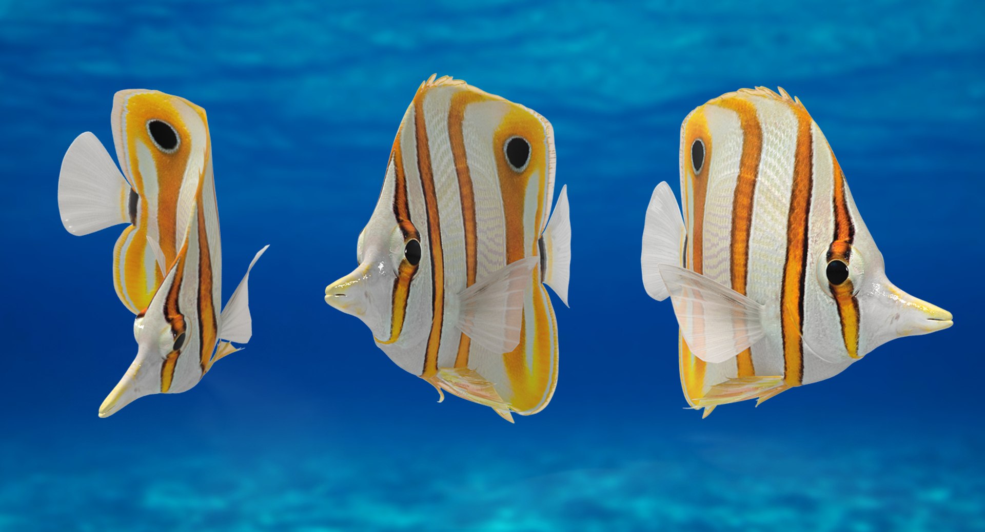 3D Copperband Butterflyfish Animation - TurboSquid 1286105
