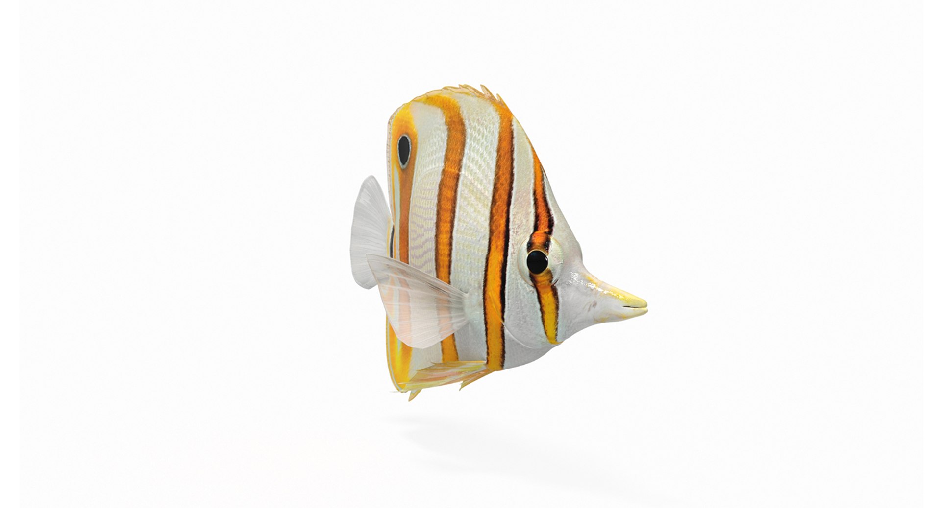 3D Copperband Butterflyfish Animation - TurboSquid 1286105
